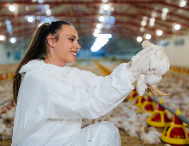 Chicken culling, disposal raise concern as bird flu spreads - Saudi ...