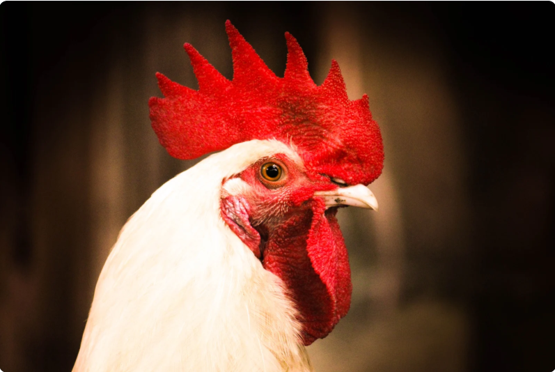The Kingdom aims to achieve 90% self-sufficiency in the poultry market ...