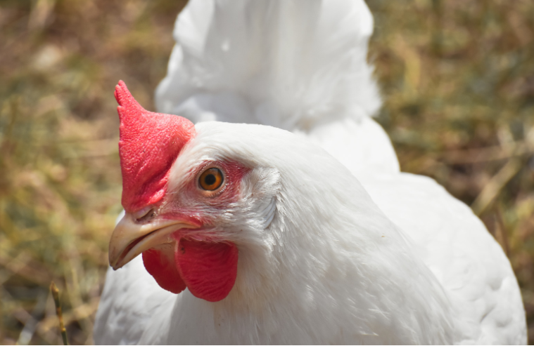 Poultry meat production exceeds 1,310,000 tons. - Saudi Poultry Magazine